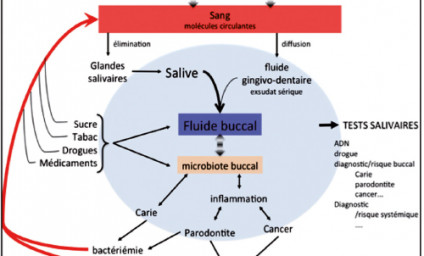 La salive : outil diagnostique de demain – L'Information Dentaire