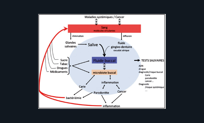 La salive : outil diagnostique de demain – L'Information Dentaire