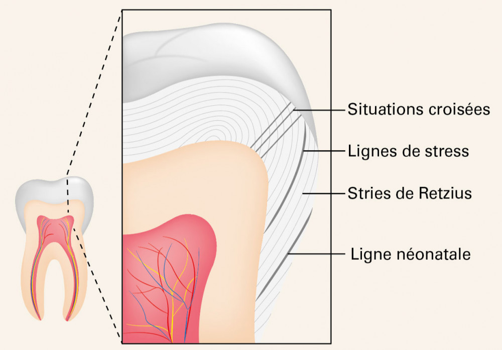 L’organisation macroscopique de l’émail dentaire : entre biologie et ...