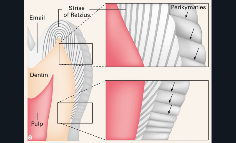 L’organisation macroscopique de l’émail dentaire : entre biologie et ...